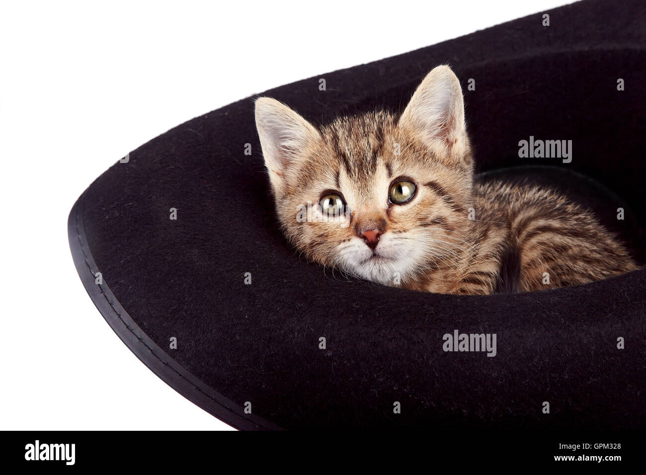 Haustiere hut -Fotos und -Bildmaterial in hoher Auflösung – Alamy