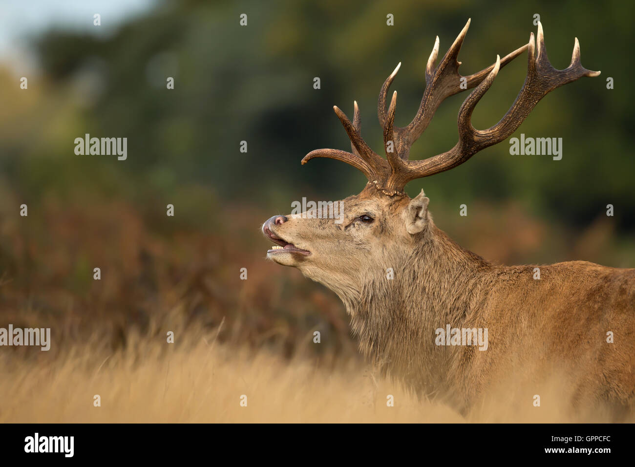 Hirsche hautnah -Fotos und -Bildmaterial in hoher Auflösung – Alamy