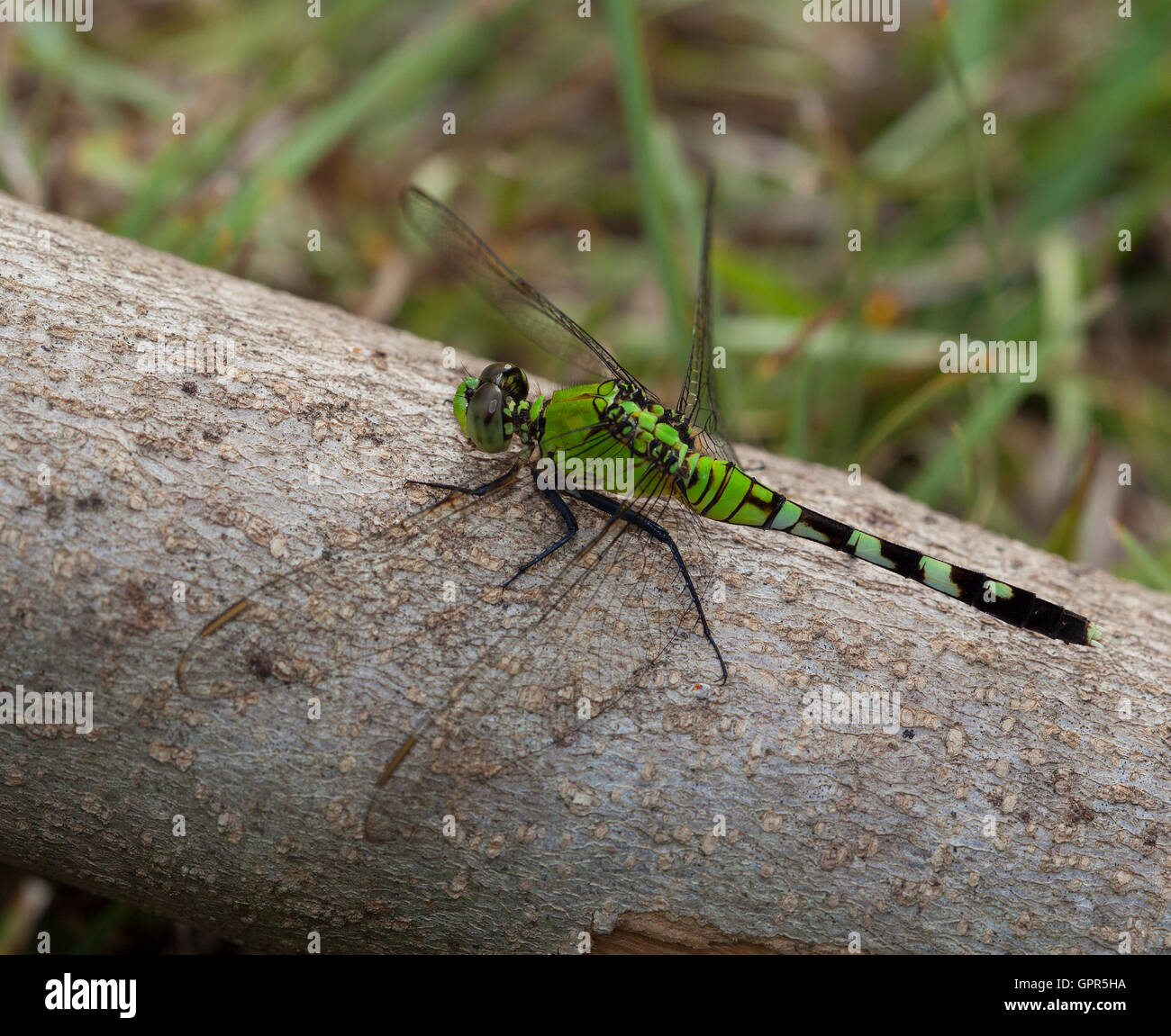 Libelle insekt bug zweig stock holz -Fotos und -Bildmaterial in hoher ...