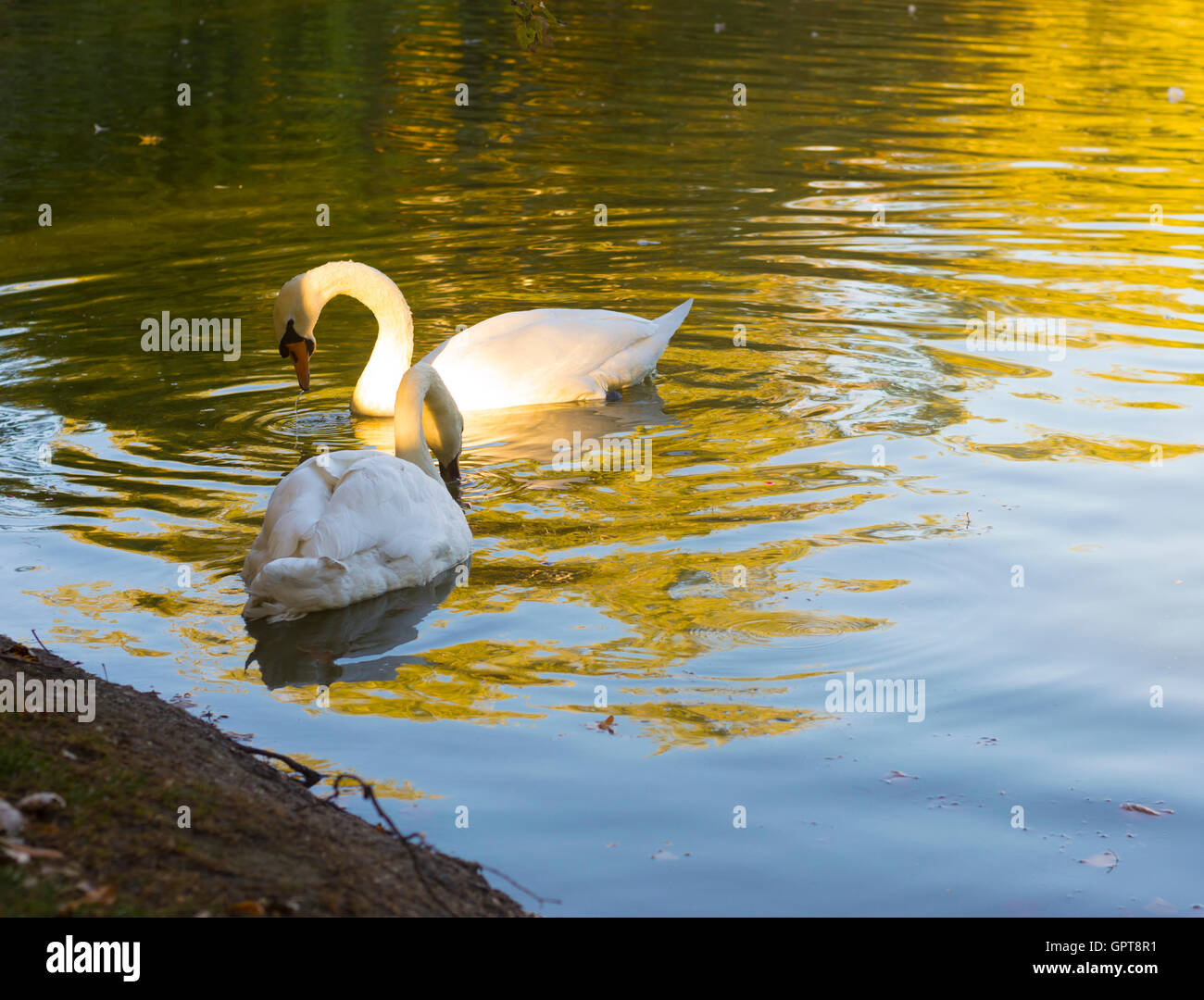Zwei teiche -Fotos und -Bildmaterial in hoher Auflösung – Alamy