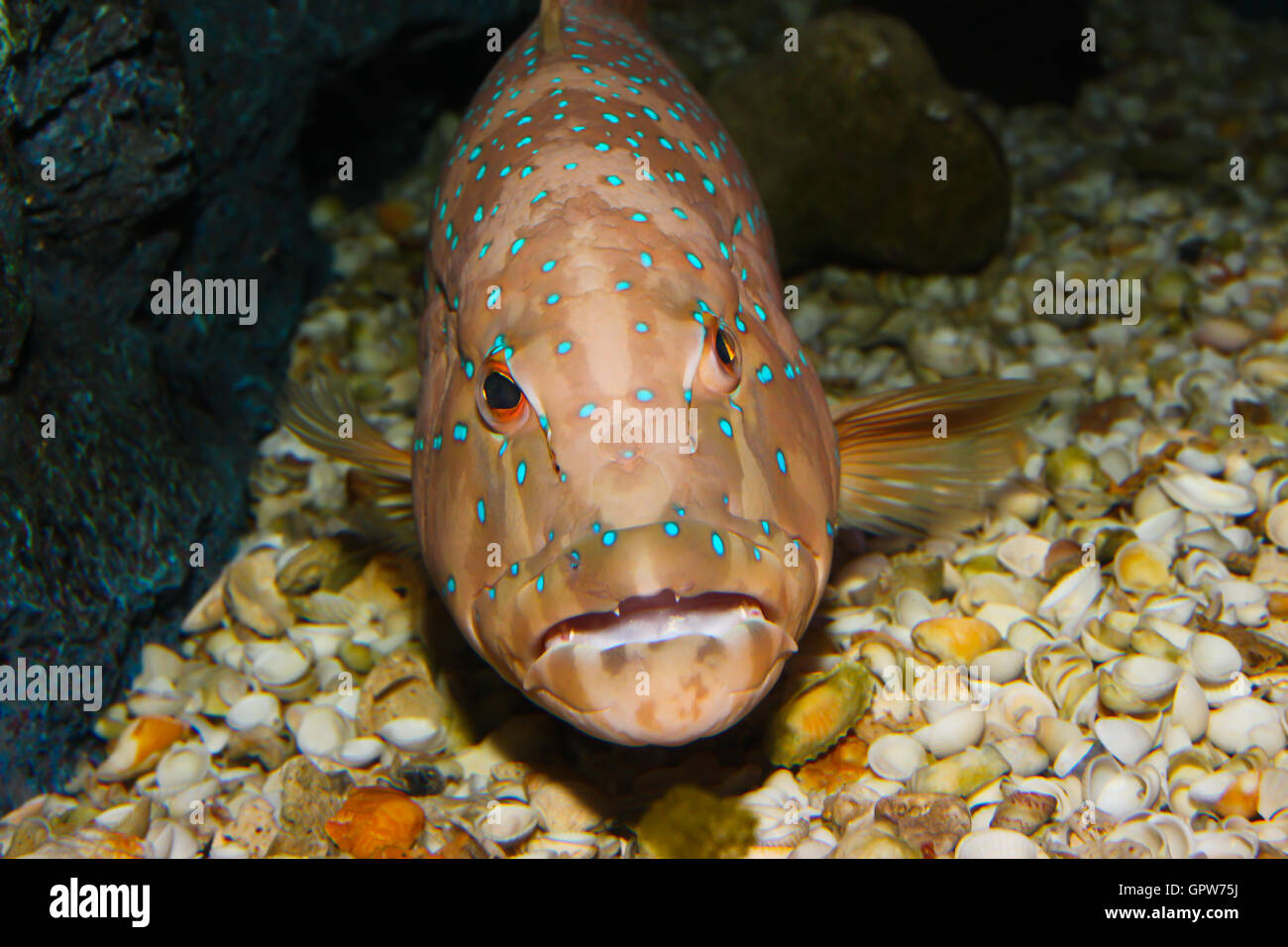 Leopard korallenbarsch -Fotos und -Bildmaterial in hoher Auflösung – Alamy