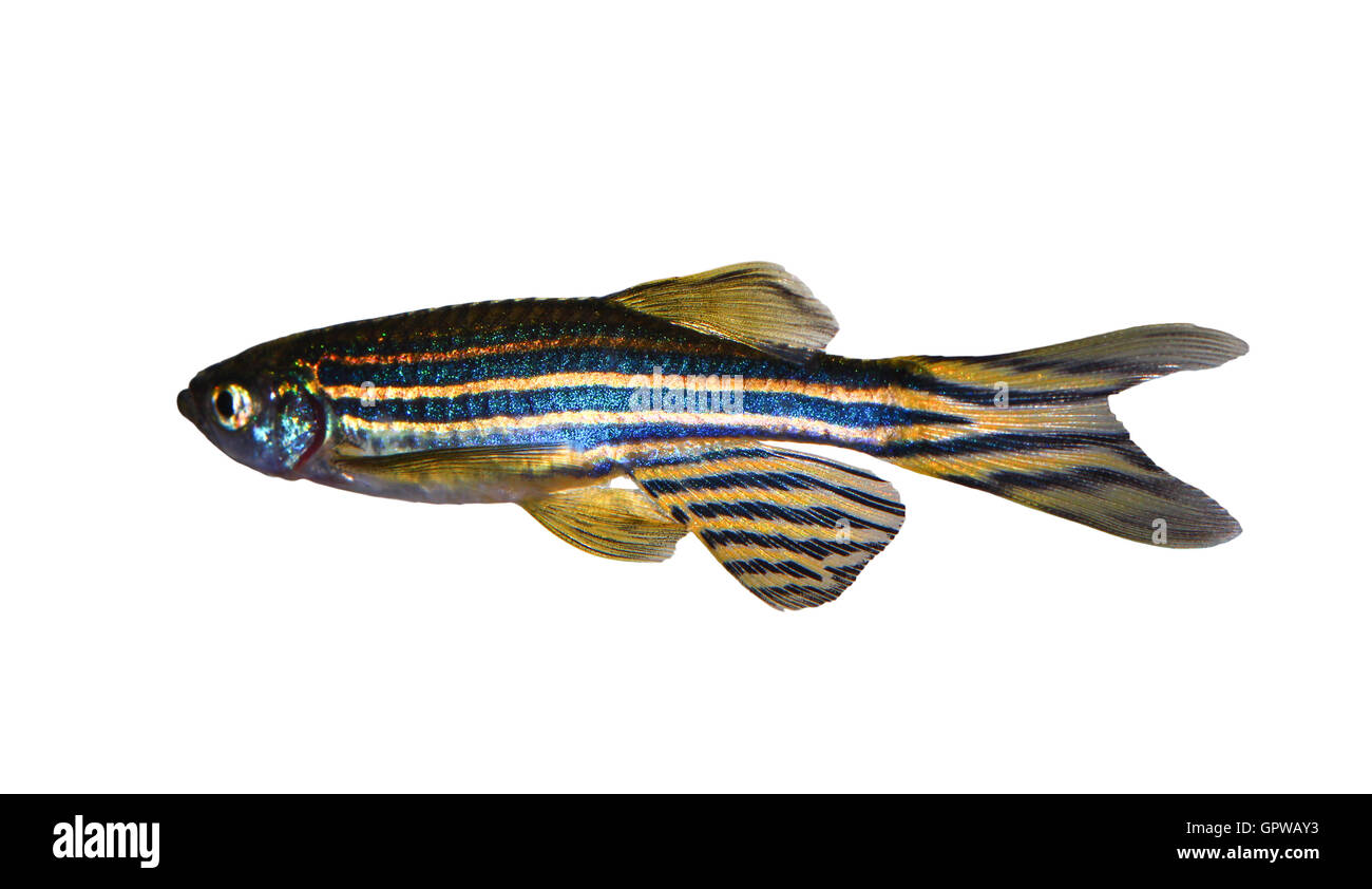 Gestreifter danio -Fotos und -Bildmaterial in hoher Auflösung – Alamy