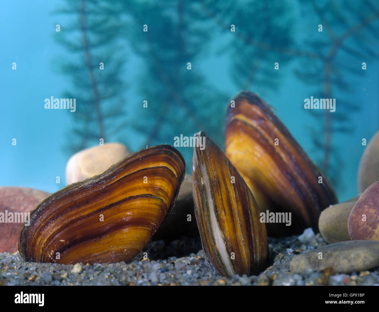 Anodonta Anatina Stockfotos und -bilder Kaufen - Alamy