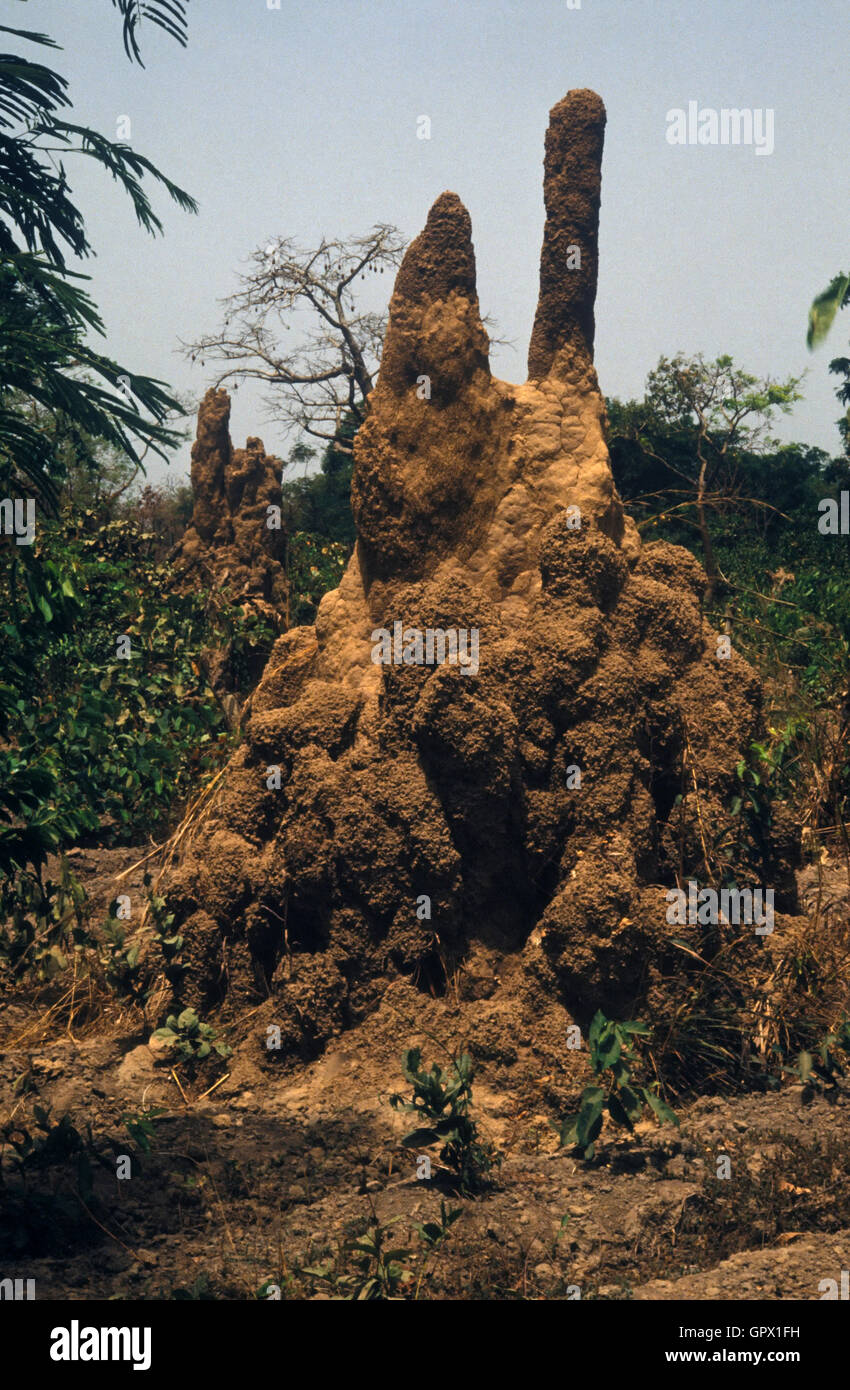 Termite Workers And Soldiers Stockfotos und -bilder Kaufen - Alamy