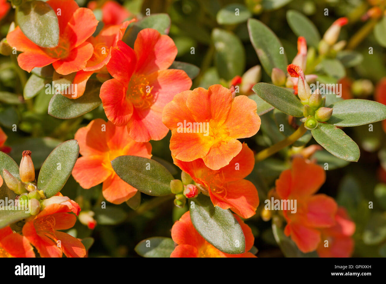 Portulak zu Pflanzen, Blumen (Portulaca Oleracea), AKA Verdolaga ...