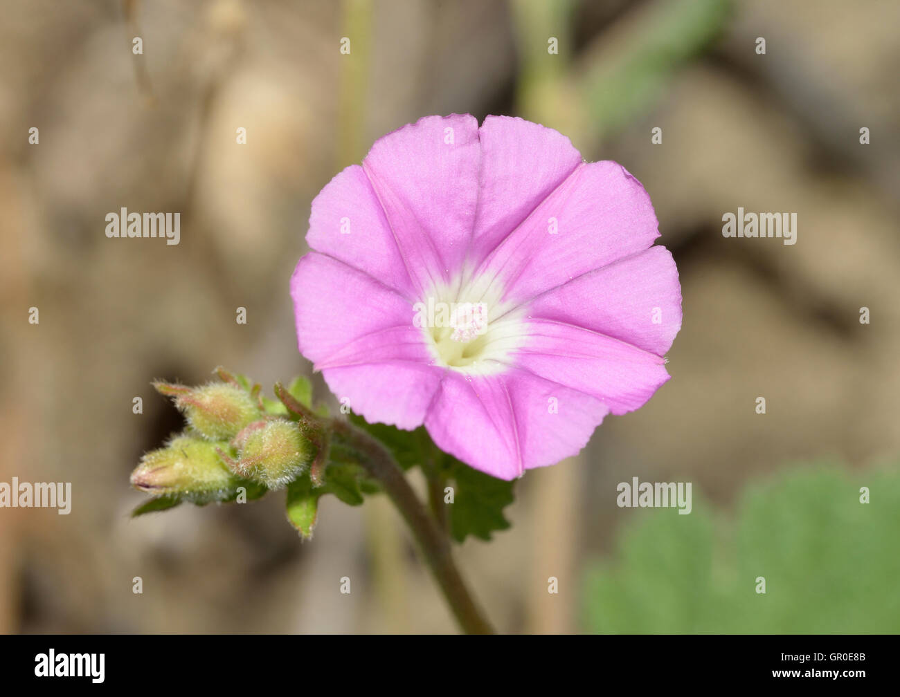 Malve-leaved Ackerwinde - Convolvulus Althaeoides rosa wilde Blume aus ...