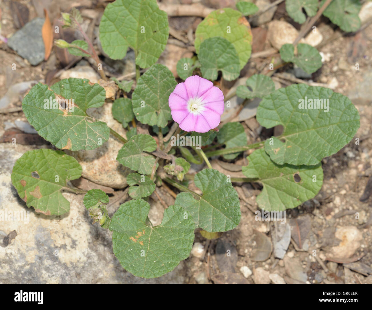 Malve-leaved Ackerwinde - Convolvulus Althaeoides rosa wilde Blume aus ...