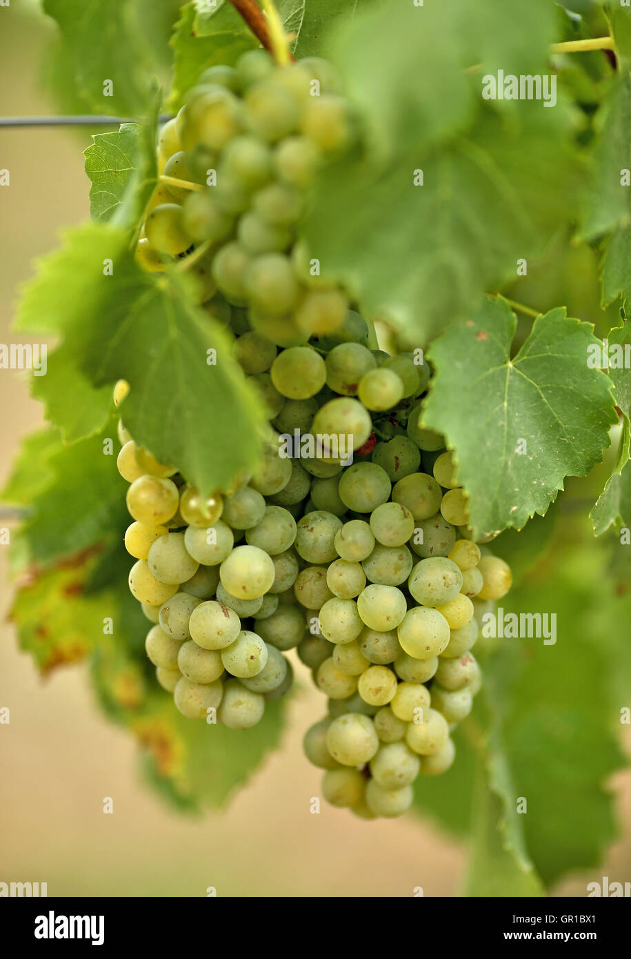 Weinsorte solaris -Fotos und -Bildmaterial in hoher Auflösung – Alamy