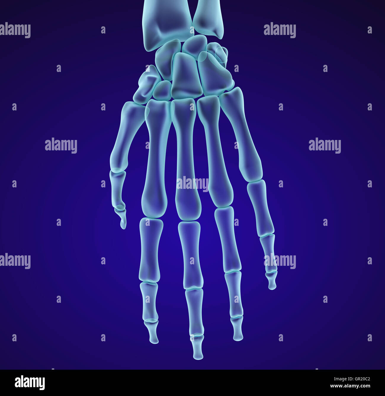 Dorsales handgelenk -Fotos und -Bildmaterial in hoher Auflösung – Alamy