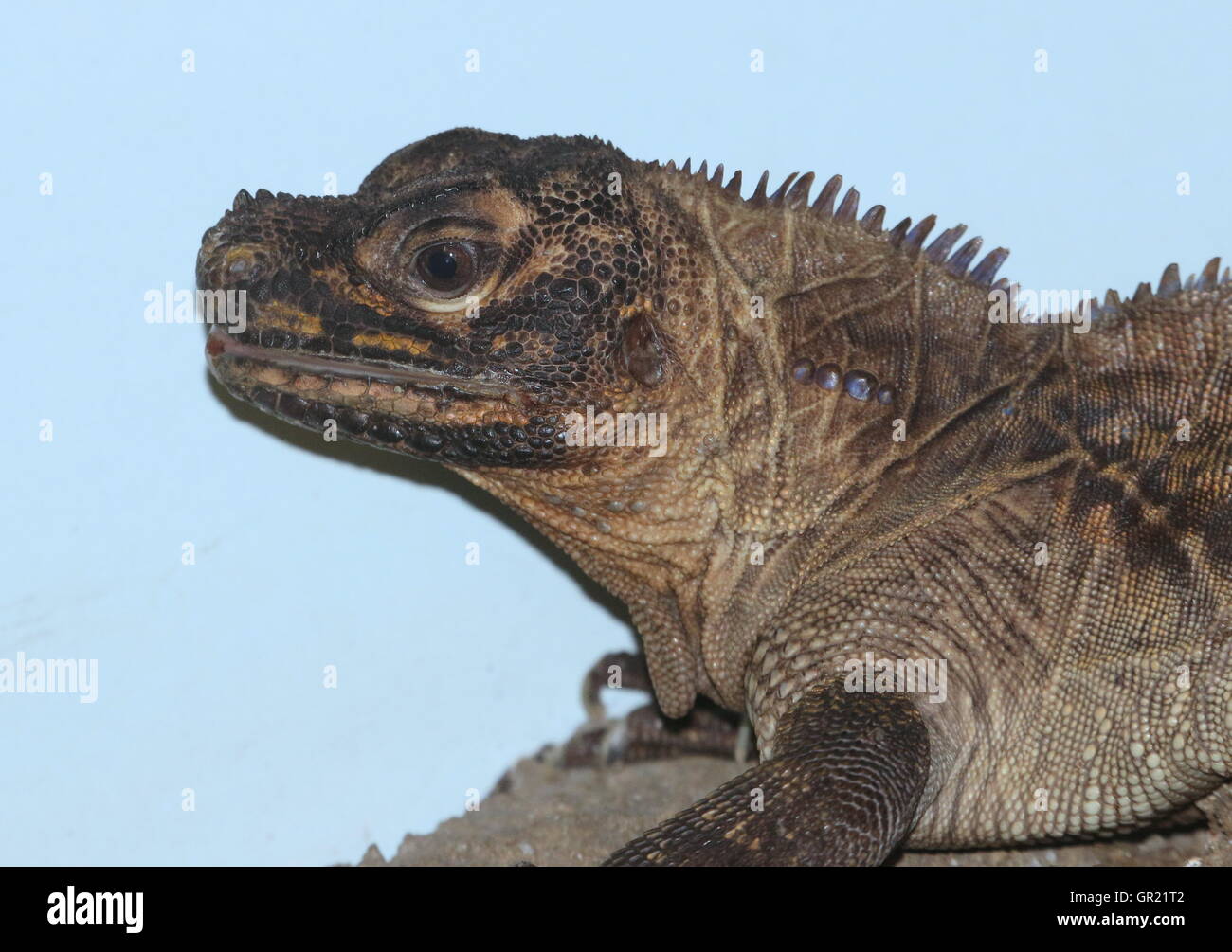 Hydrosaurus pustulatus -Fotos und -Bildmaterial in hoher Auflösung – Alamy