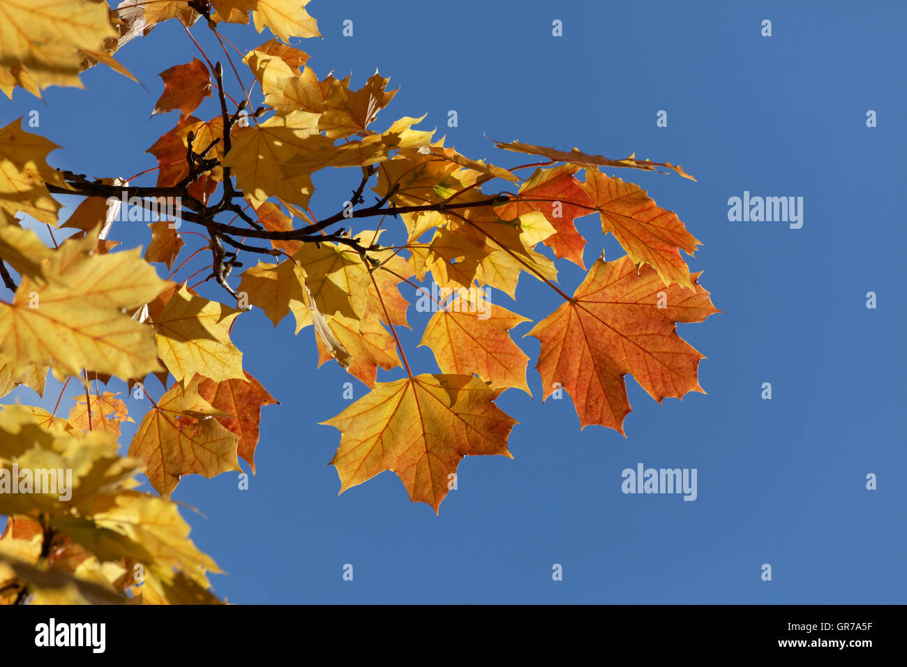 Acer Platanoides, Spitzahorn In Herbst, Niedersachsen, Deutschland ...