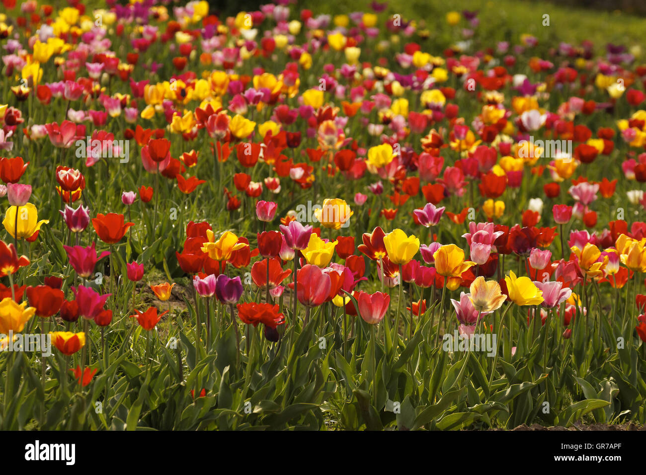 Tulpenfeld In Niedersachsen, Deutschland Stockfotografie - Alamy