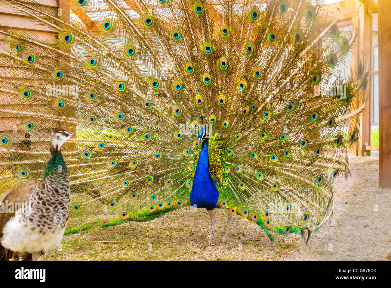 Peacock aufgeplustert einen riesige helle Schweif in der Paarung Tanz ...