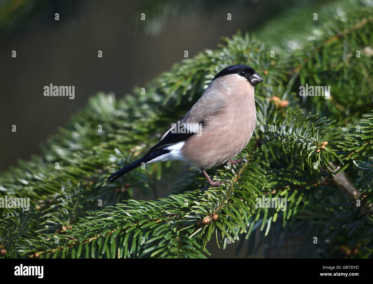 Gimpel weibchen Stockfotos und -bilder Kaufen - Alamy