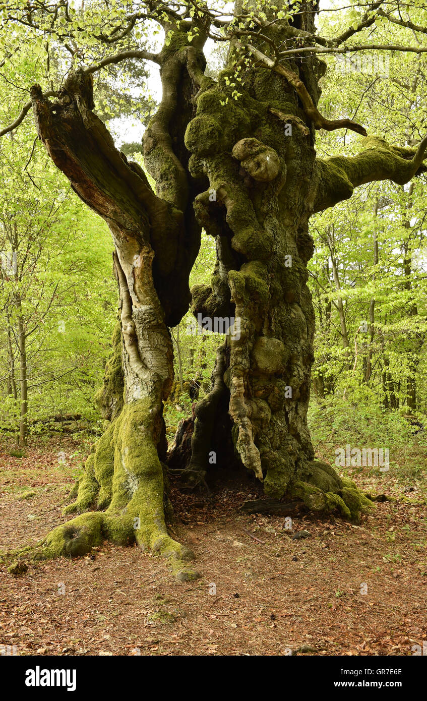 Eine alte buche -Fotos und -Bildmaterial in hoher Auflösung – Alamy