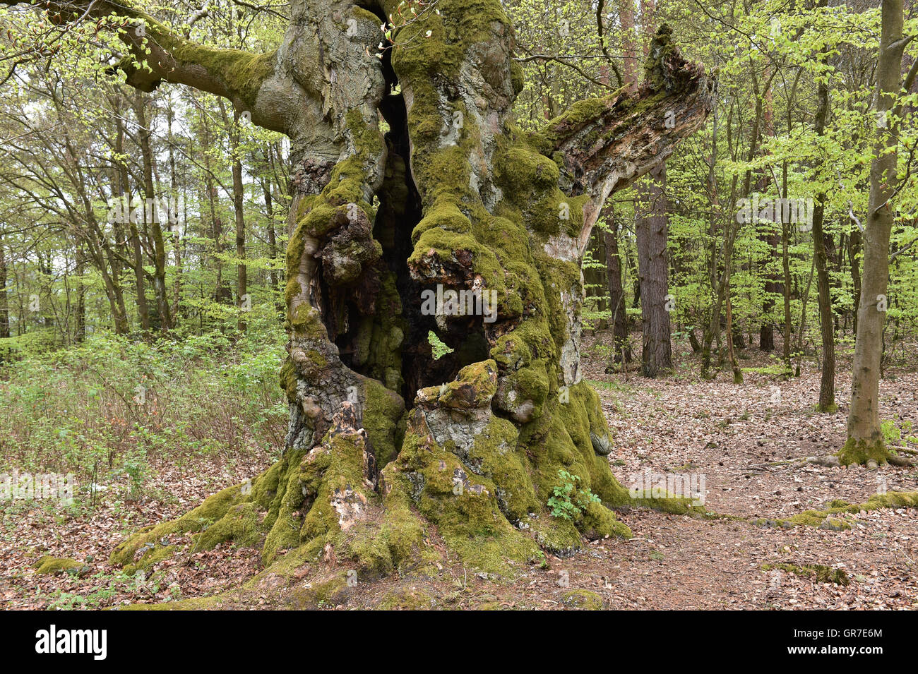 Eine alte buche -Fotos und -Bildmaterial in hoher Auflösung – Alamy
