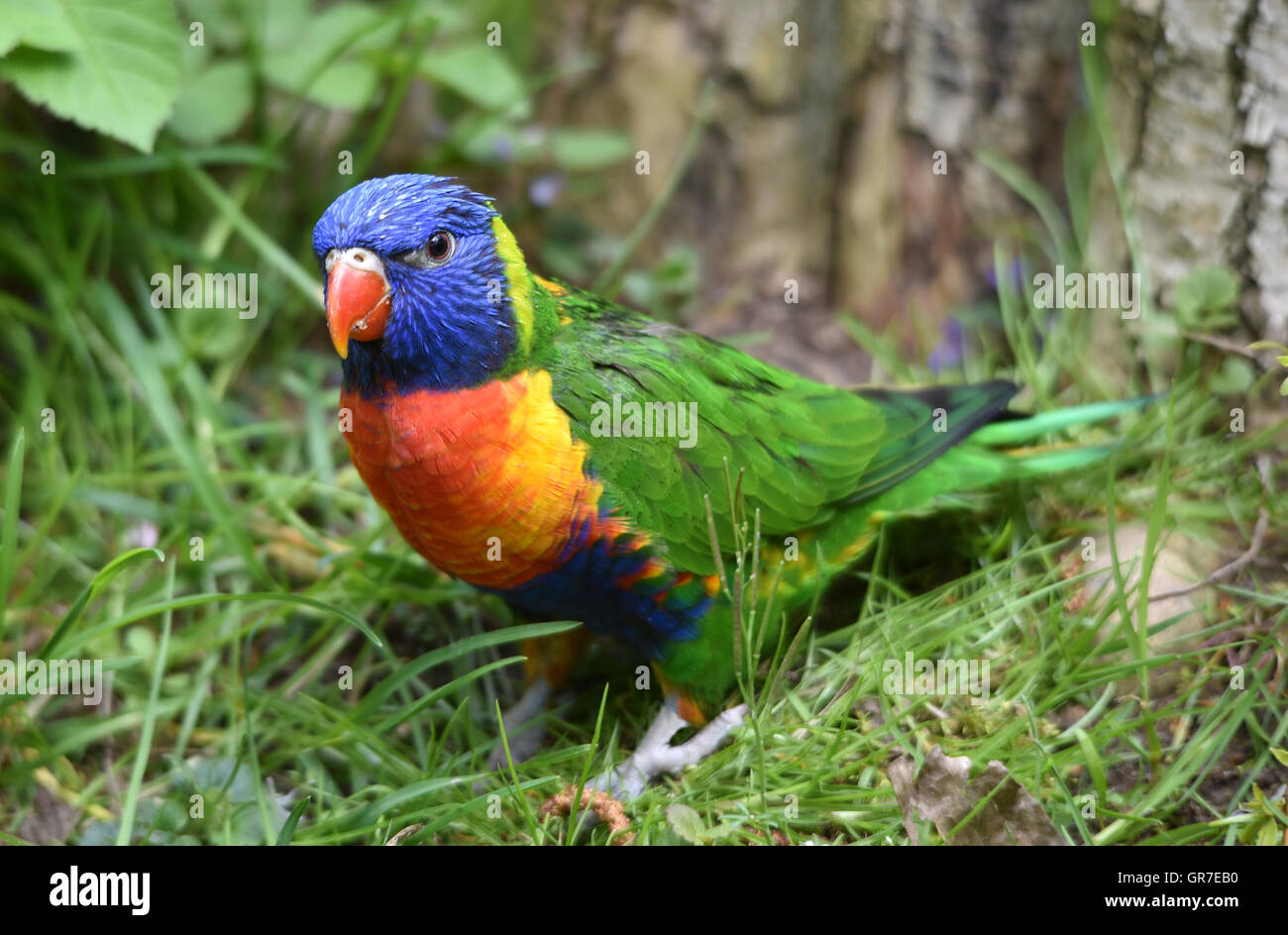 Rainbow lori -Fotos und -Bildmaterial in hoher Auflösung – Alamy