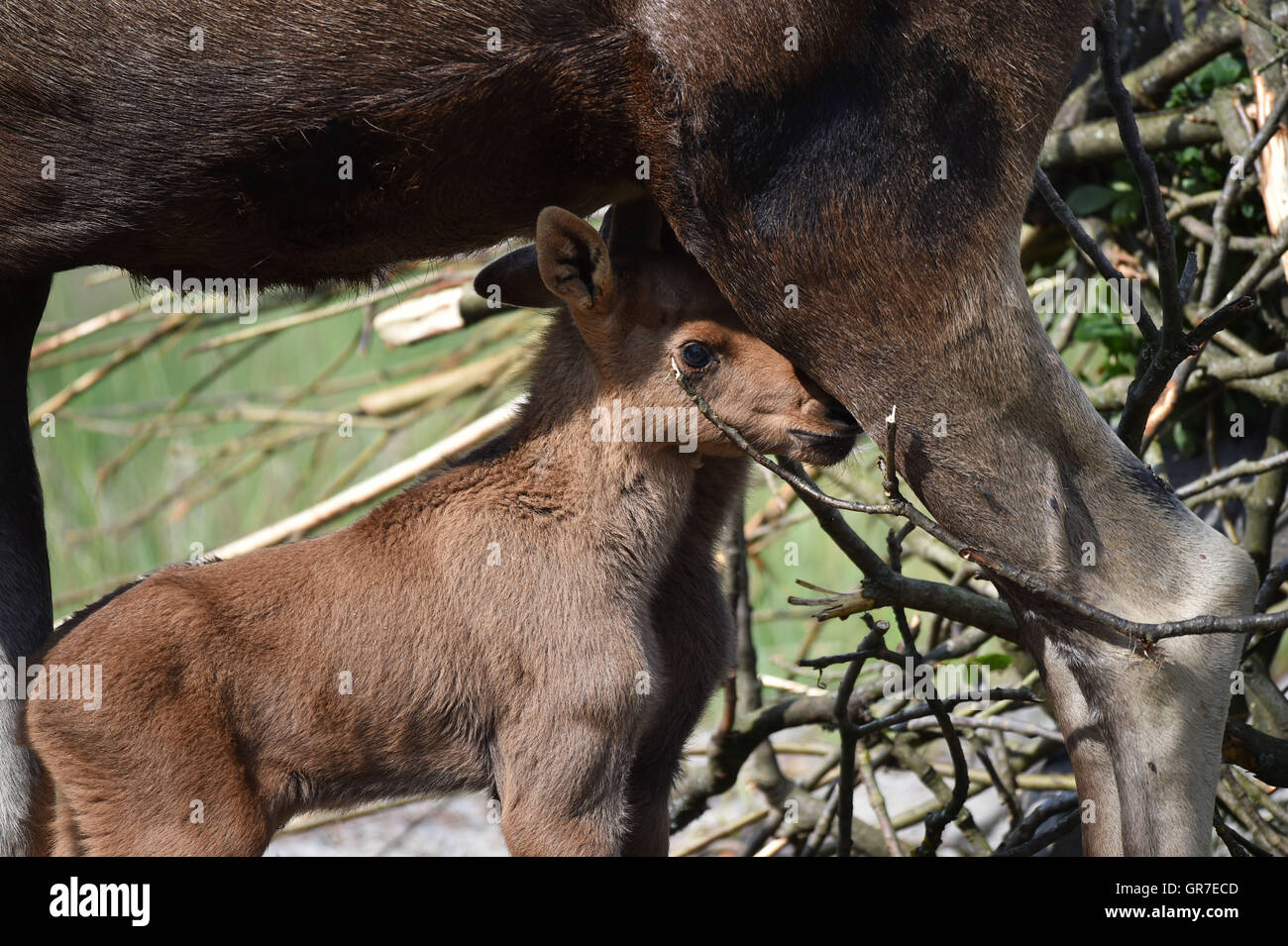 Baby und mutter elch -Fotos und -Bildmaterial in hoher Auflösung – Alamy