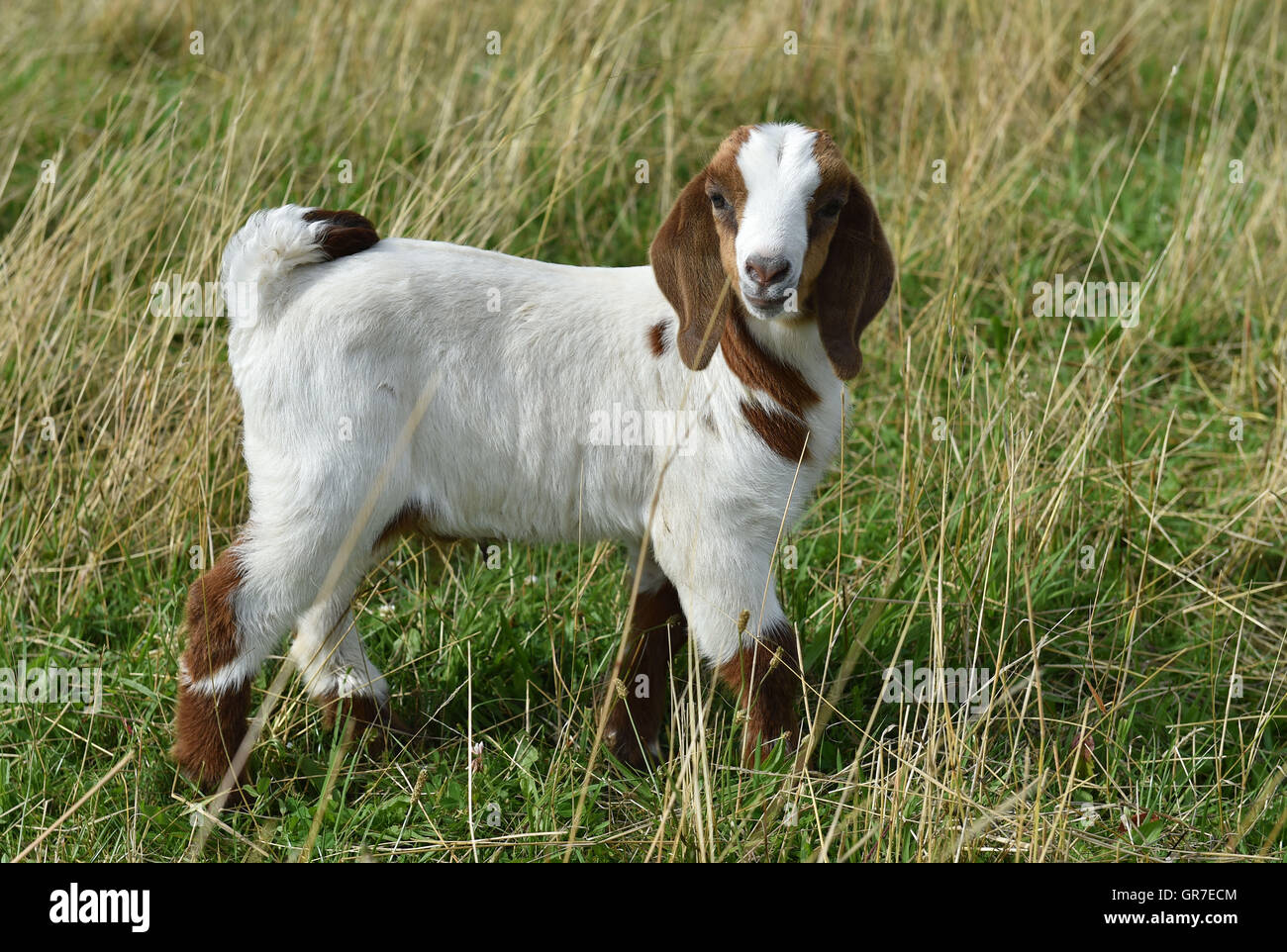Boer goat -Fotos und -Bildmaterial in hoher Auflösung – Alamy