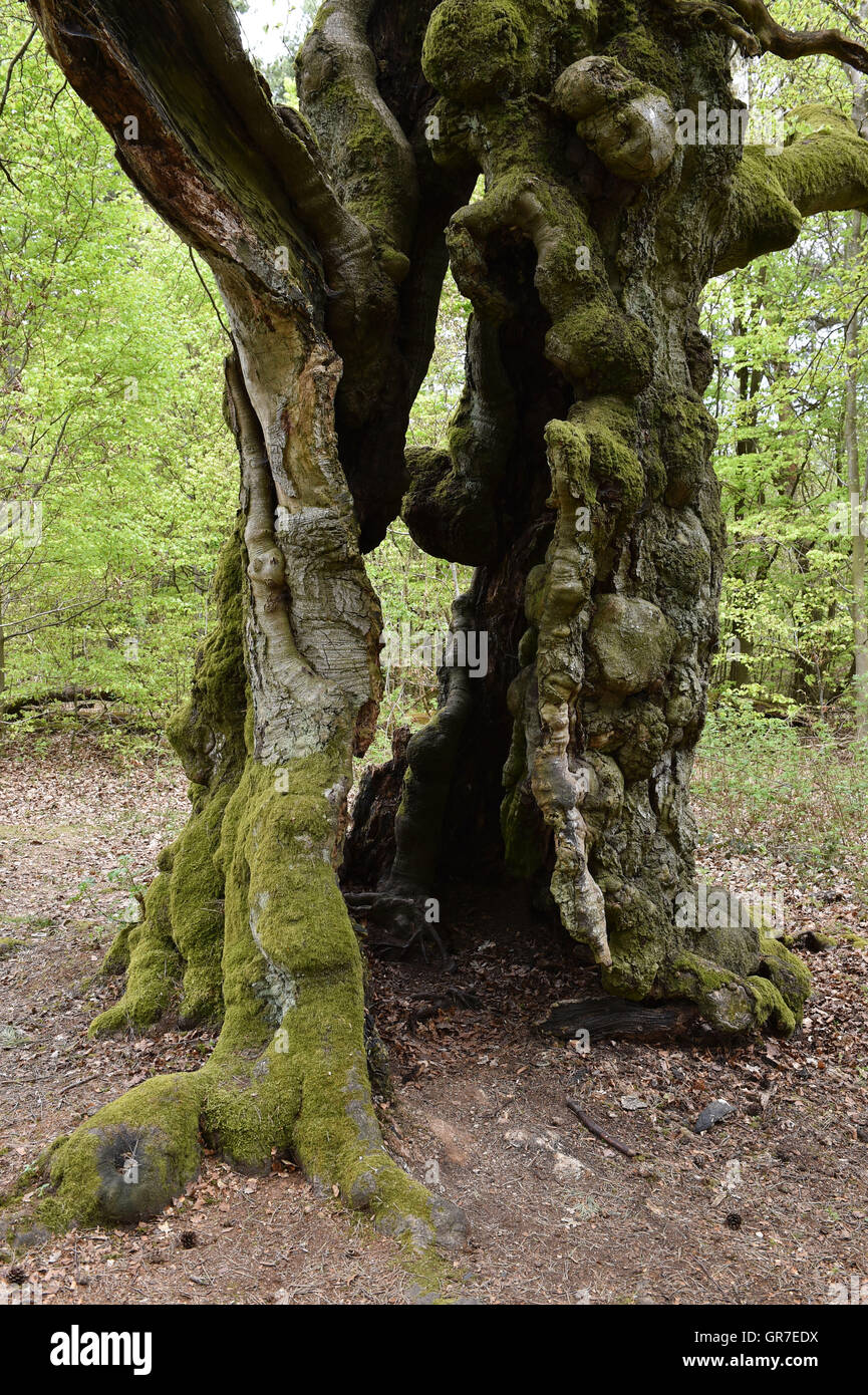 Buche urwald -Fotos und -Bildmaterial in hoher Auflösung – Alamy