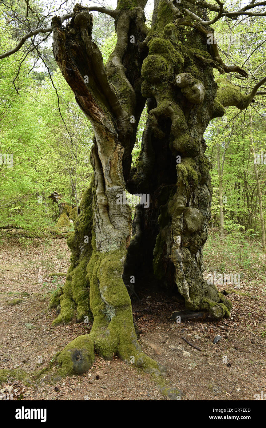 Vecchieda le buche -Fotos und -Bildmaterial in hoher Auflösung – Alamy