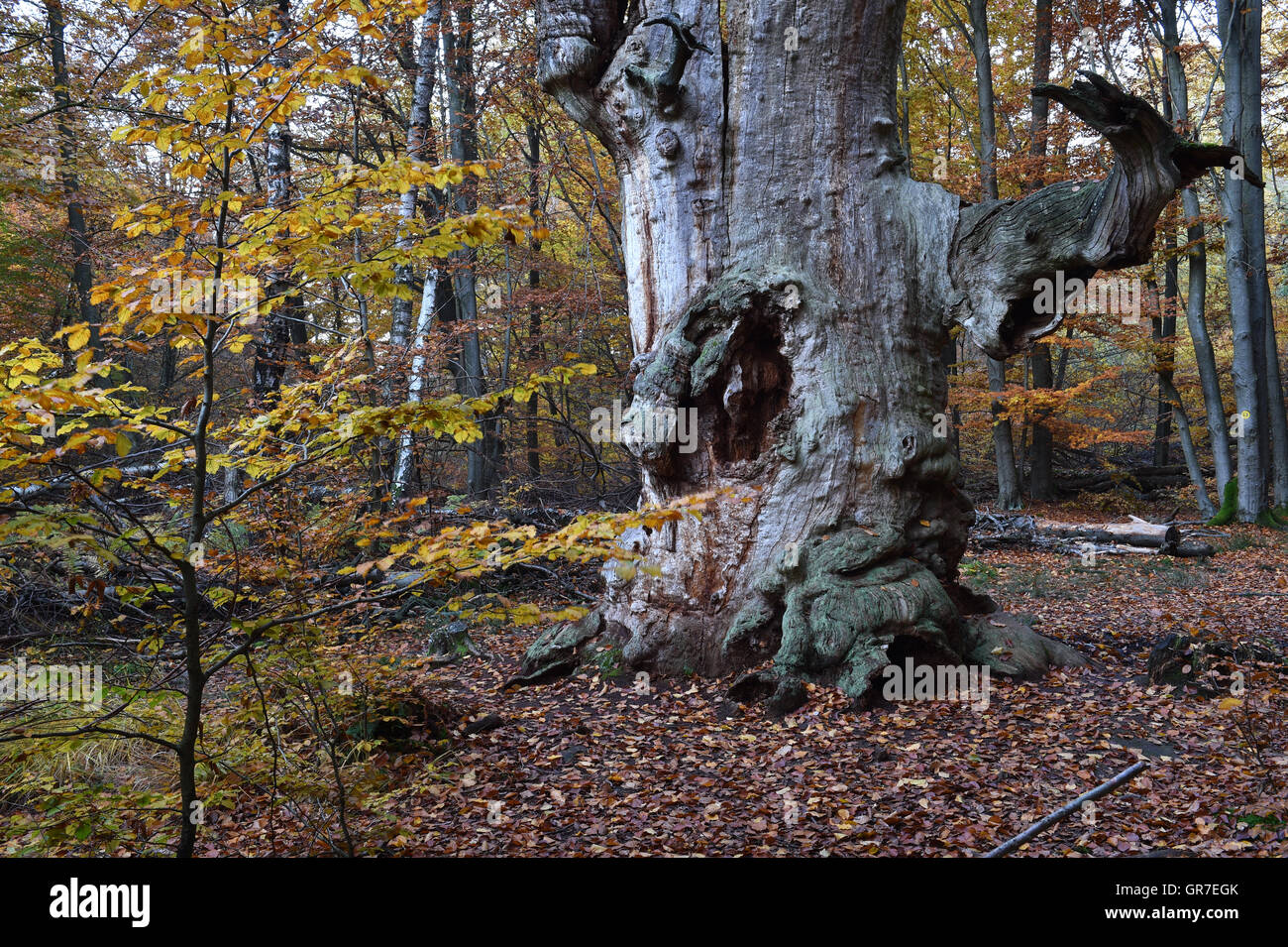 Flora reinhardswald -Fotos und -Bildmaterial in hoher Auflösung – Alamy