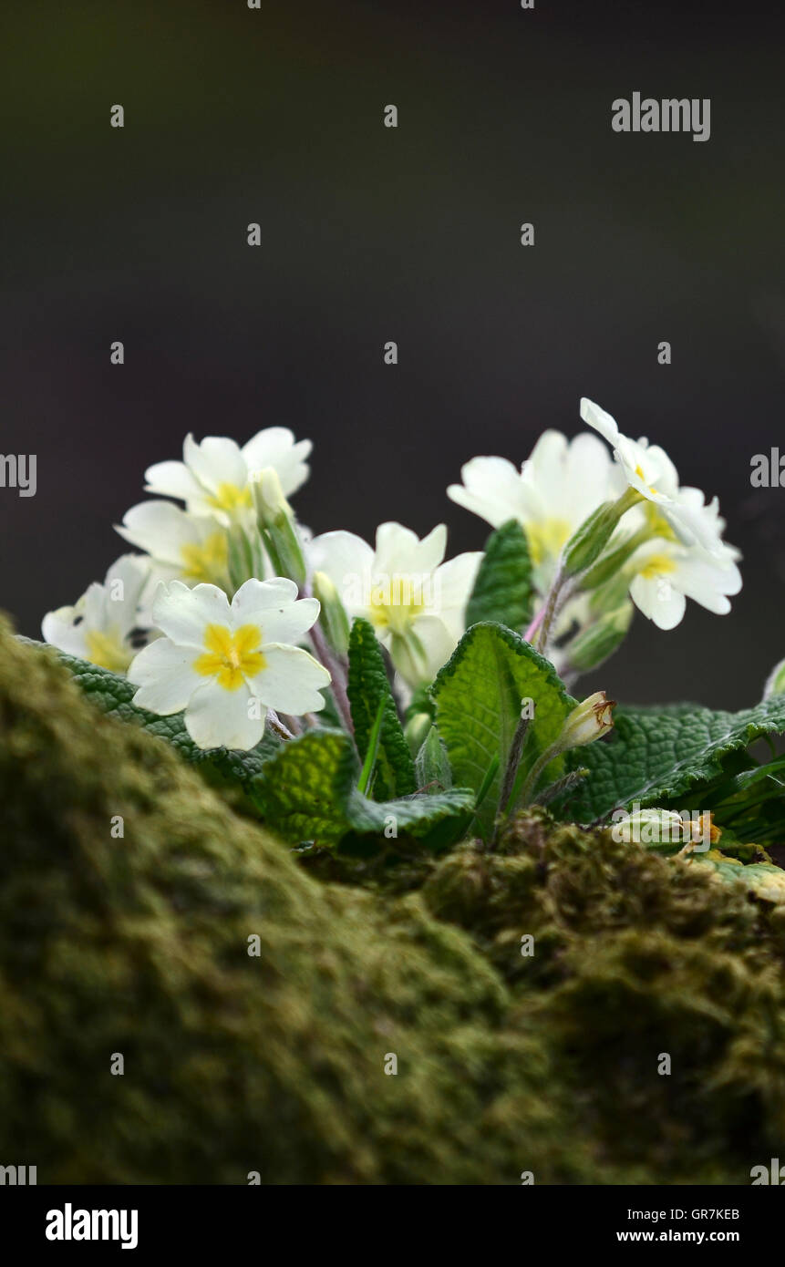 Primel foto -Fotos und -Bildmaterial in hoher Auflösung – Alamy