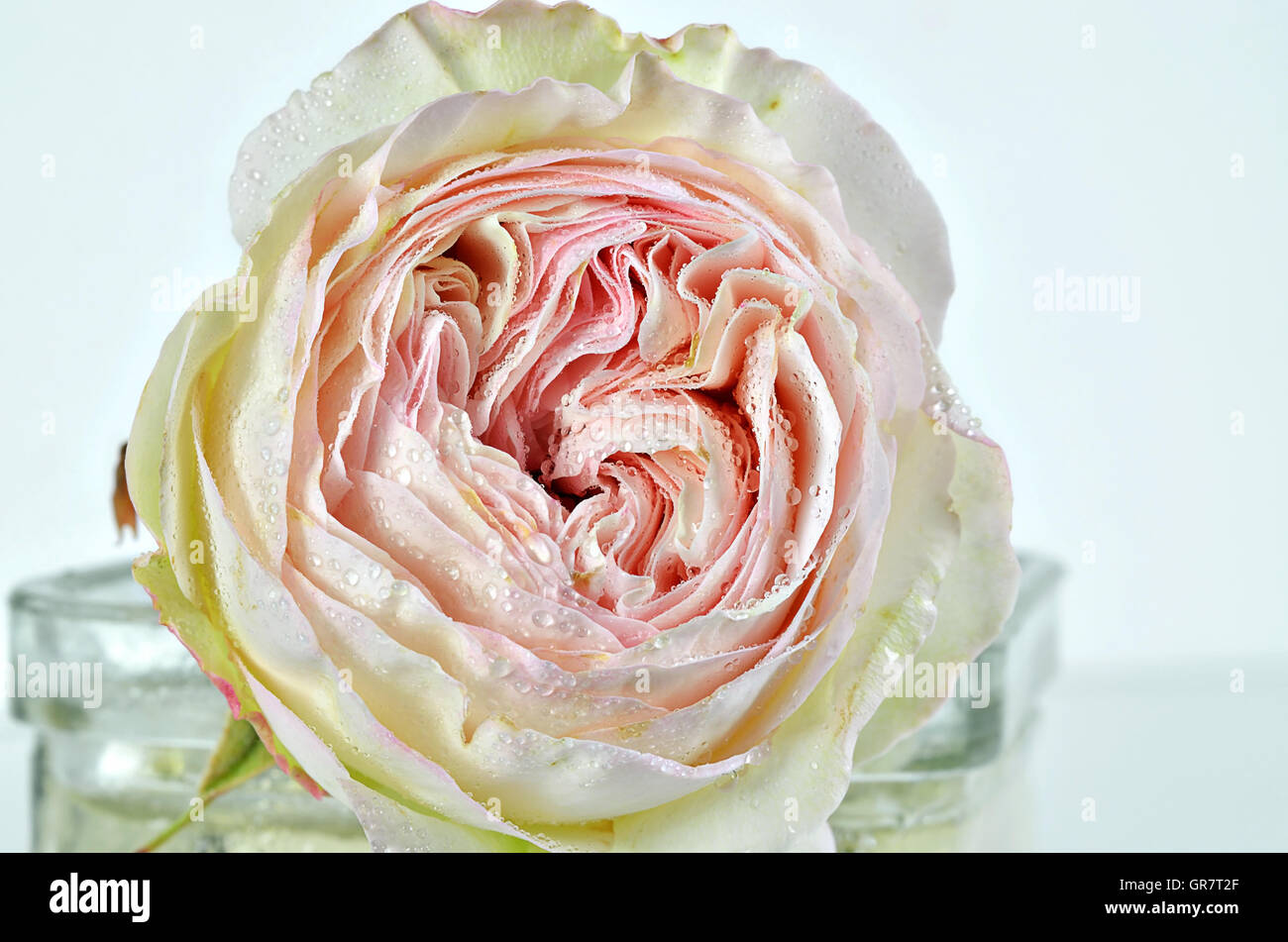 Einzel tropfen -Fotos und -Bildmaterial in hoher Auflösung – Alamy