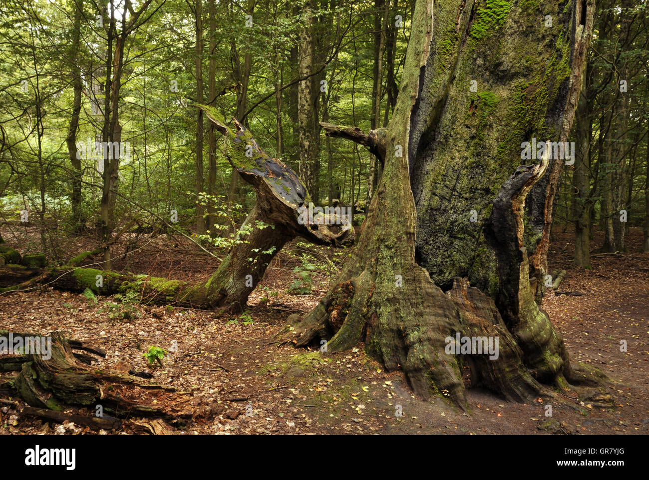 Moosiges totholz -Fotos und -Bildmaterial in hoher Auflösung – Alamy