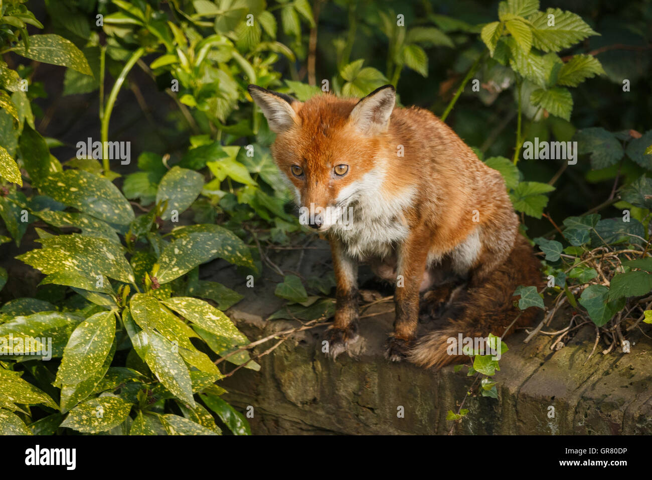 Fuchs sitzt -Fotos und -Bildmaterial in hoher Auflösung – Alamy