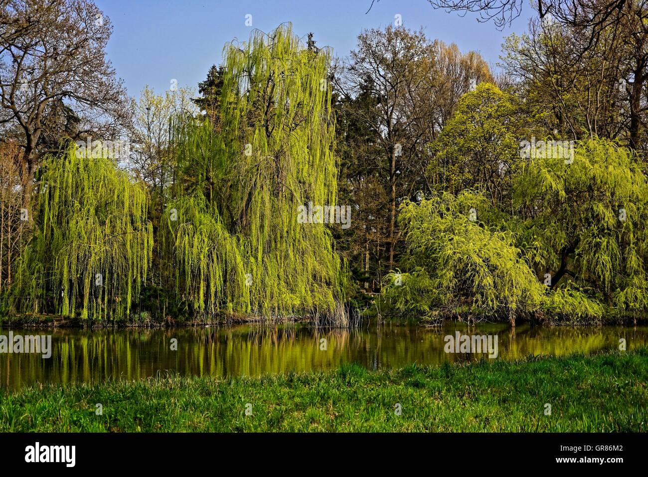 Echte Trauerweide Salix Babylonica mit Teich Stockfotografie - Alamy
