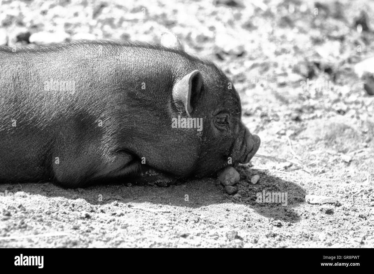 Micro pig -Fotos und -Bildmaterial in hoher Auflösung – Alamy