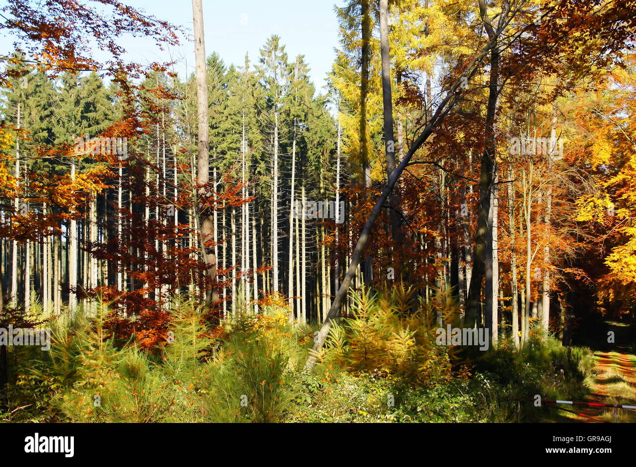 Mischwald aus fichten und buchen im herbst -Fotos und -Bildmaterial in ...