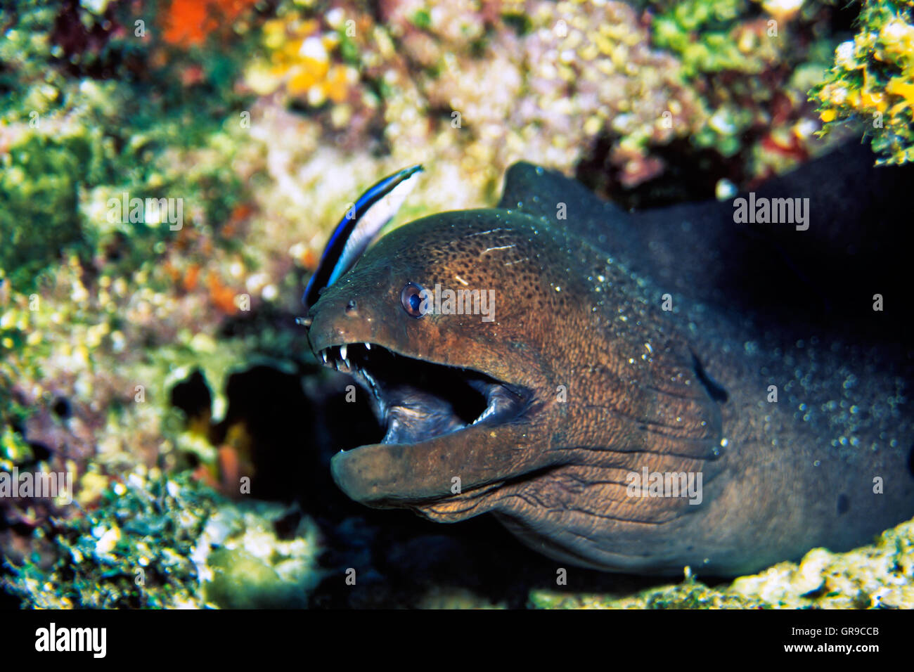 Moray mit Putzerfische Stockfotografie - Alamy