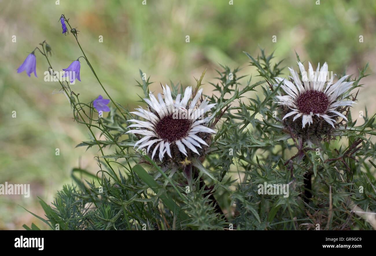 Silber distel -Fotos und -Bildmaterial in hoher Auflösung – Alamy