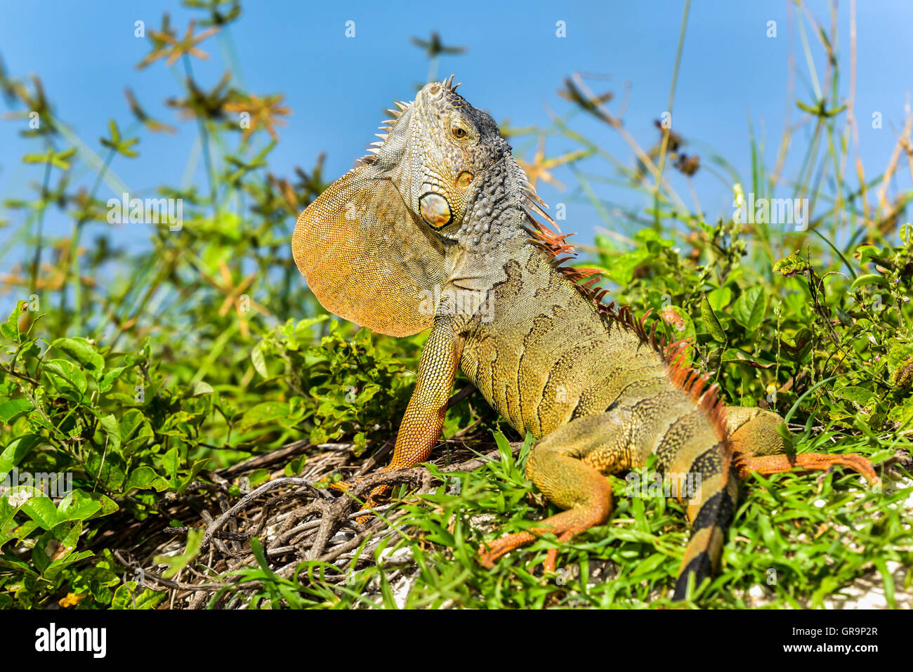Leguan Lizard Stockfotos und -bilder Kaufen - Alamy