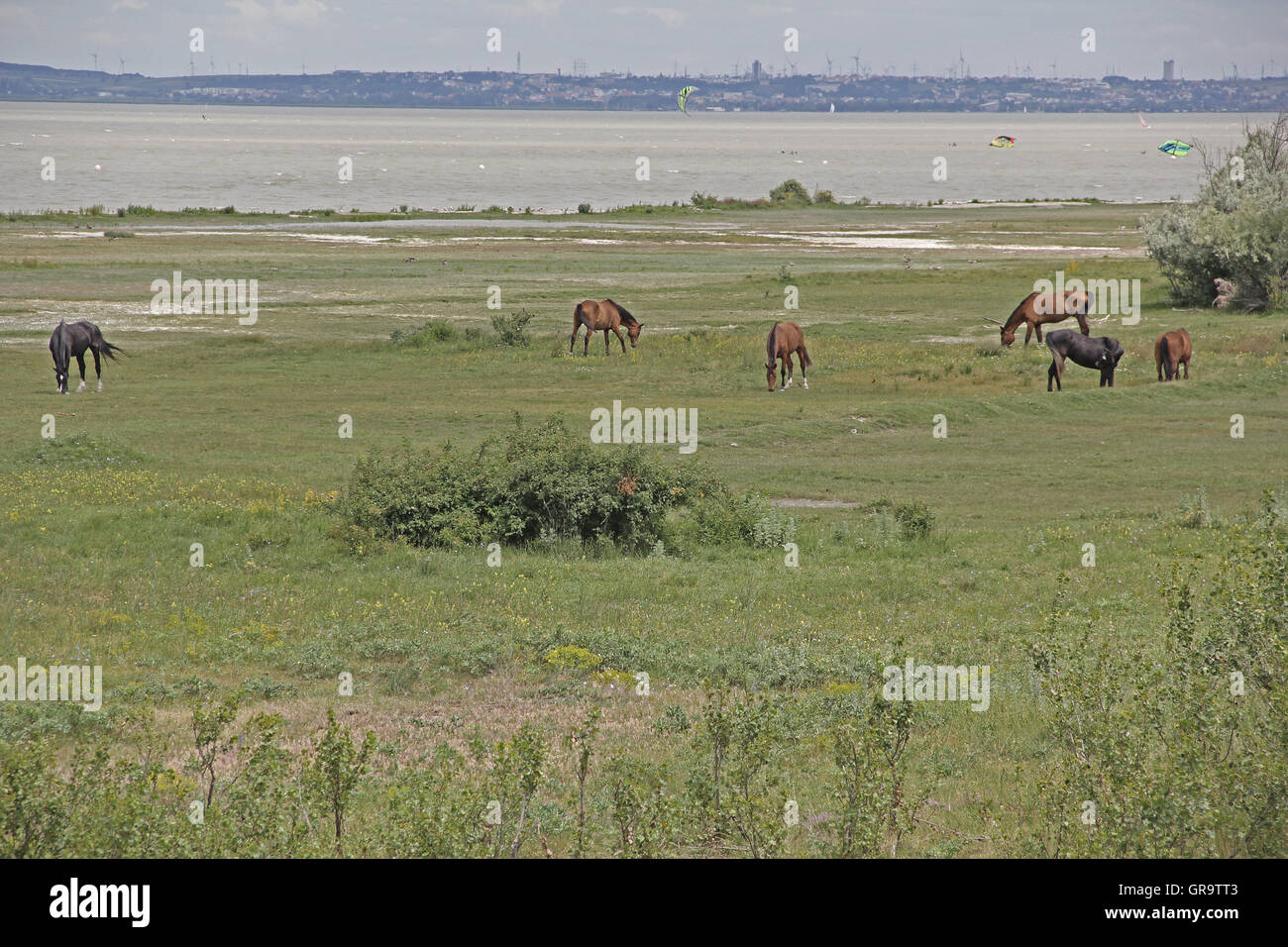 Pferde am neusiedler see im burgenland -Fotos und -Bildmaterial in ...