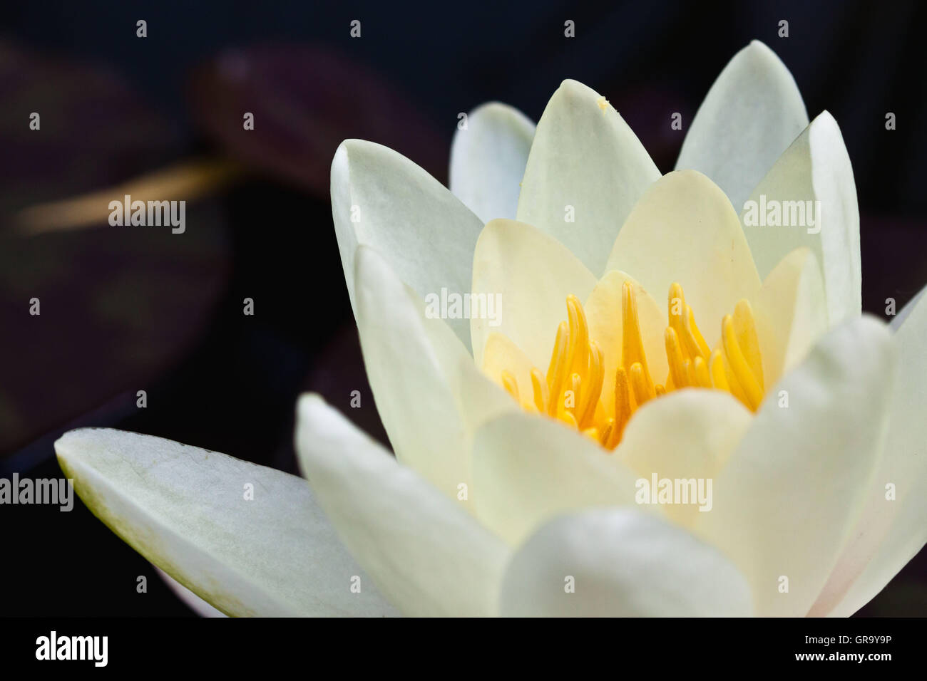 Lotuskrone -Fotos und -Bildmaterial in hoher Auflösung – Alamy