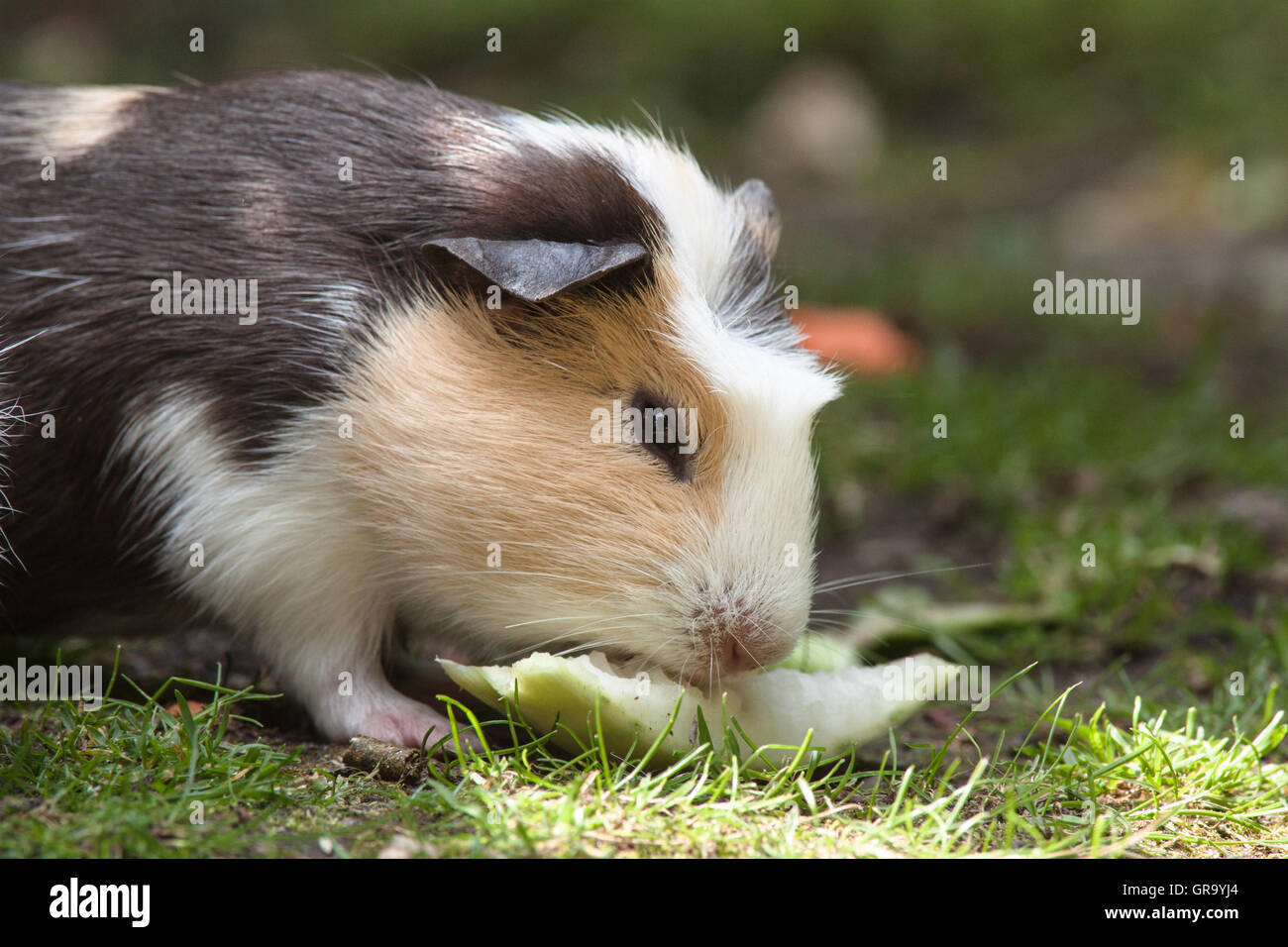 Cavia porcellus form domestica -Fotos und -Bildmaterial in hoher ...