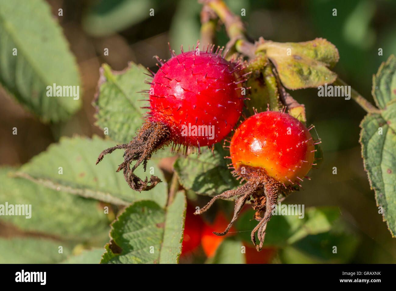 Die applerose -Fotos und -Bildmaterial in hoher Auflösung – Alamy