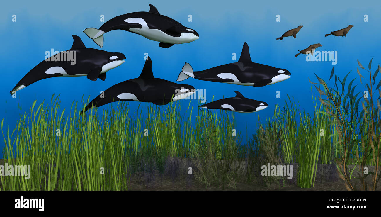 Whale hunter -Fotos und -Bildmaterial in hoher Auflösung – Alamy