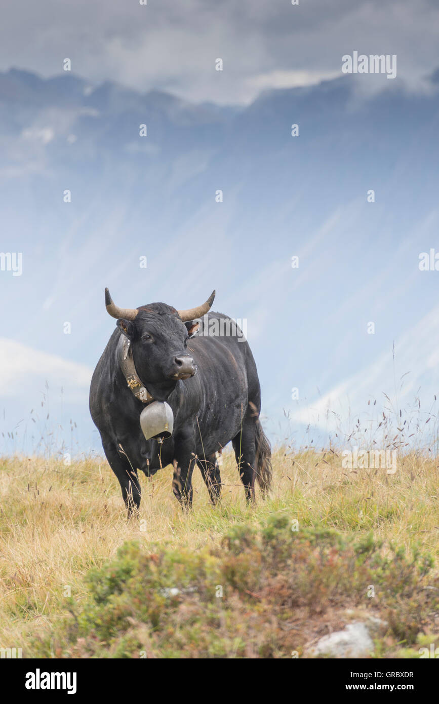 Kuh, Eringer Rasse auf einer Alm im Wallis, Wolken und Berge im ...