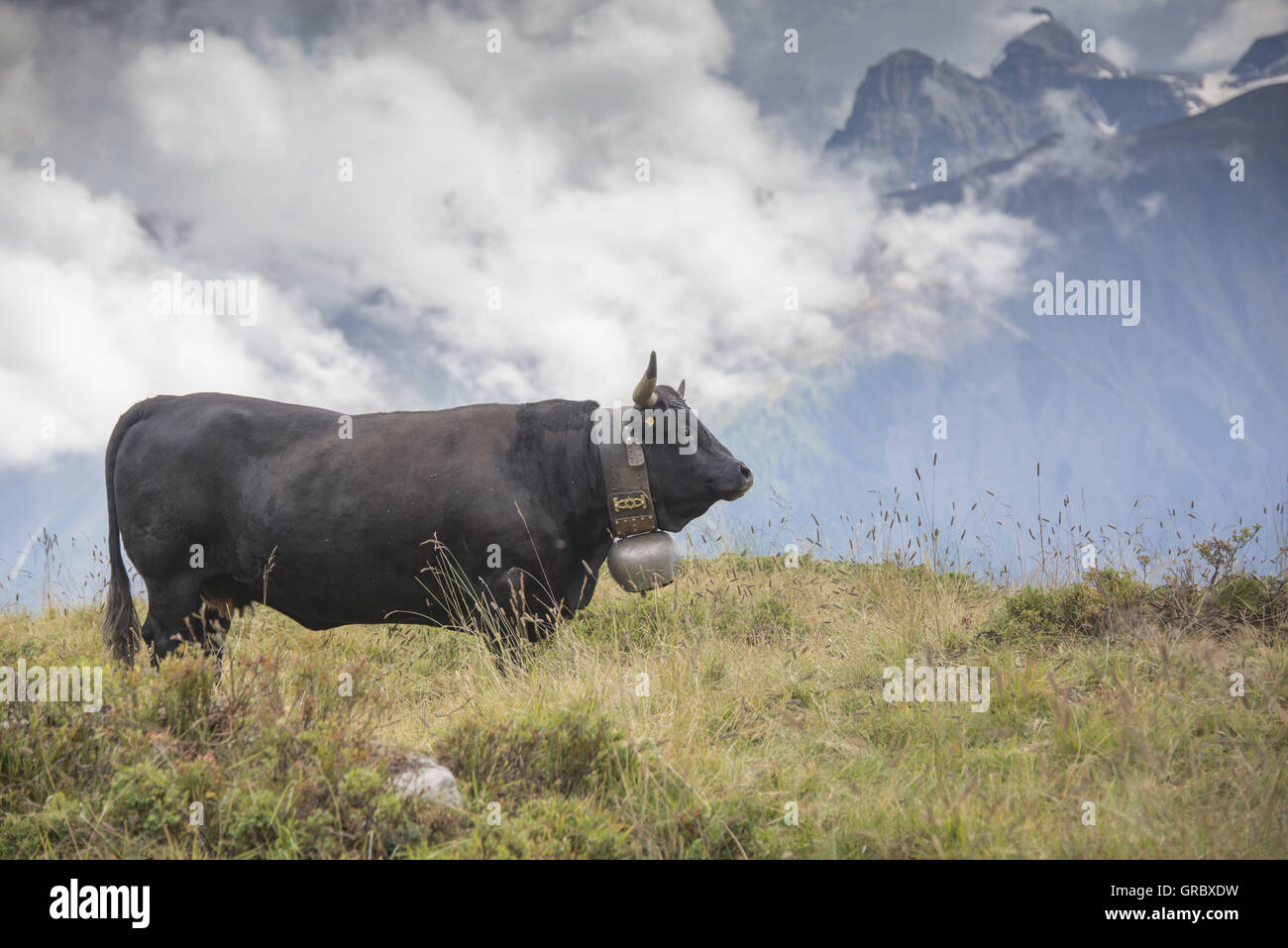 Kuh, Eringer Rasse auf einer Alm im Wallis, Wolken und Berge im ...