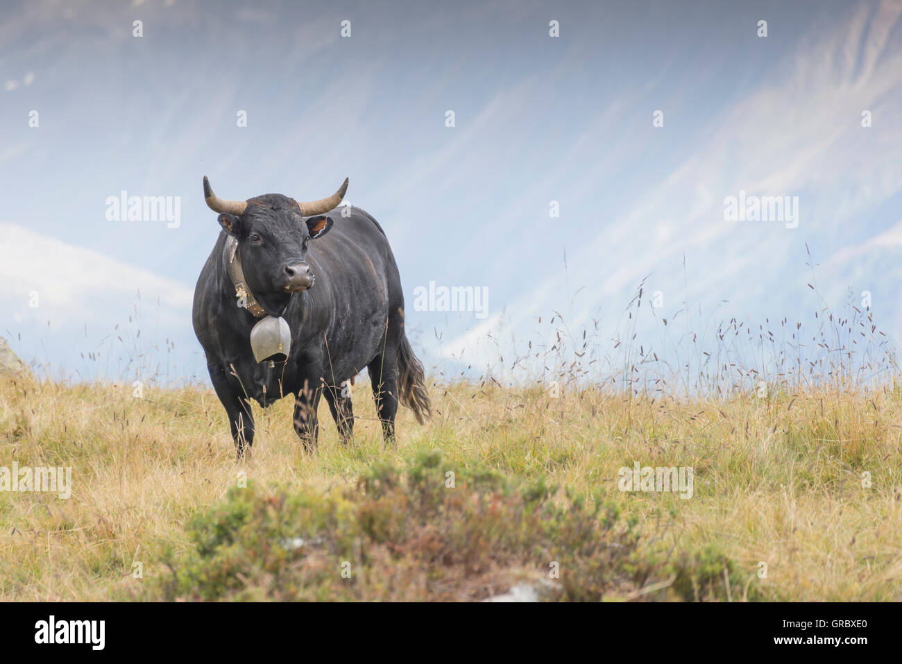Kuh, Eringer Rasse auf einer Alm im Wallis, Berge im Hintergrund ...