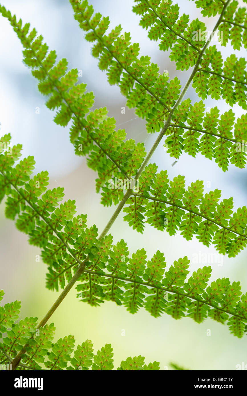 Sporentragende pflanze -Fotos und -Bildmaterial in hoher Auflösung – Alamy