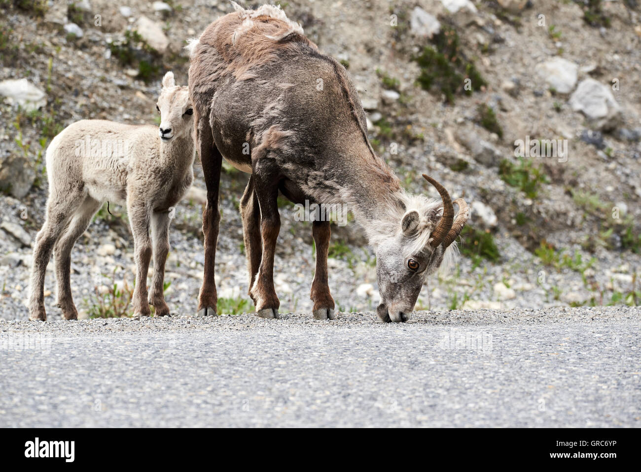 Graue ziegen -Fotos und -Bildmaterial in hoher Auflösung – Alamy