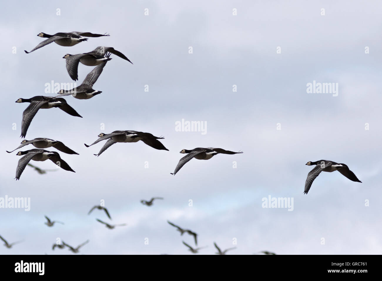 Vogel schwarm formation -Fotos und -Bildmaterial in hoher Auflösung – Alamy