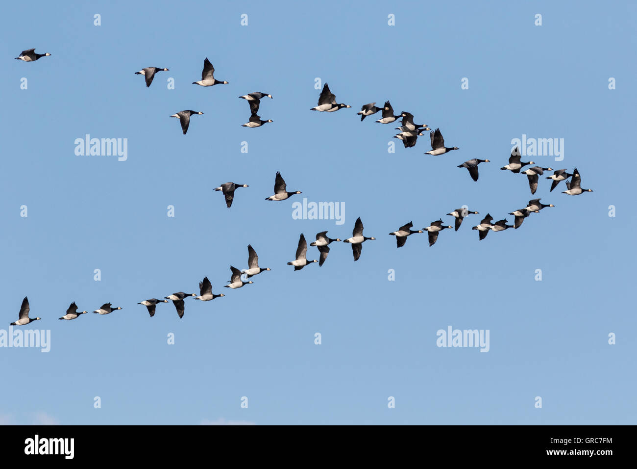Vogel schwarm formation -Fotos und -Bildmaterial in hoher Auflösung – Alamy