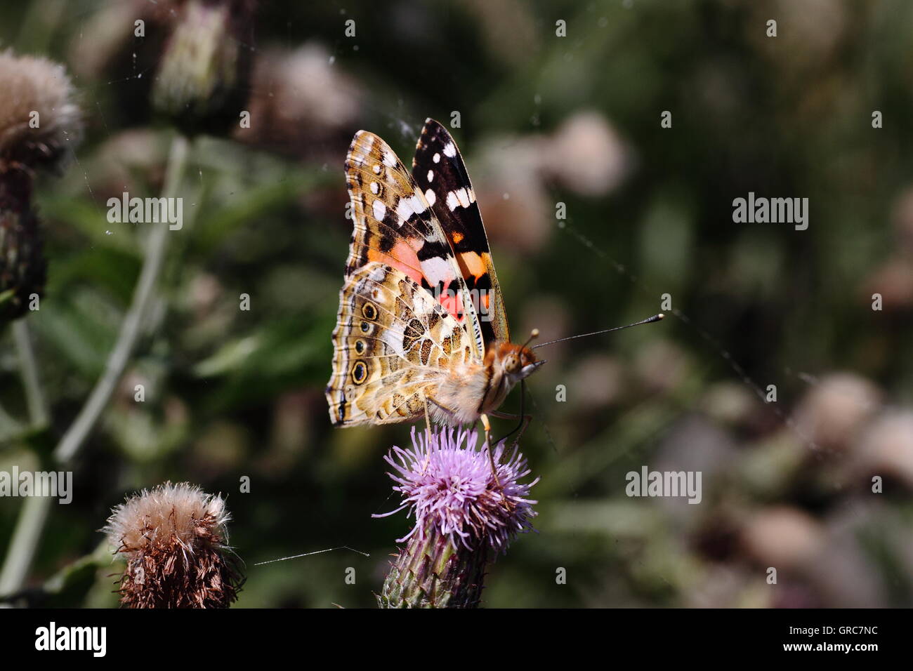 Insekten auf der distel -Fotos und -Bildmaterial in hoher Auflösung – Alamy