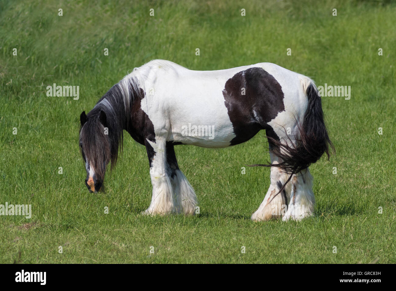 Tinker pony -Fotos und -Bildmaterial in hoher Auflösung – Alamy